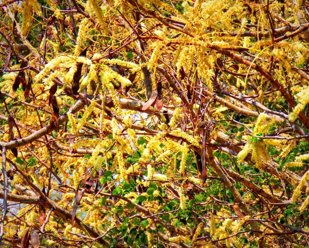 Spring 6 October 2016 Living with Lizards | Mopane Grove